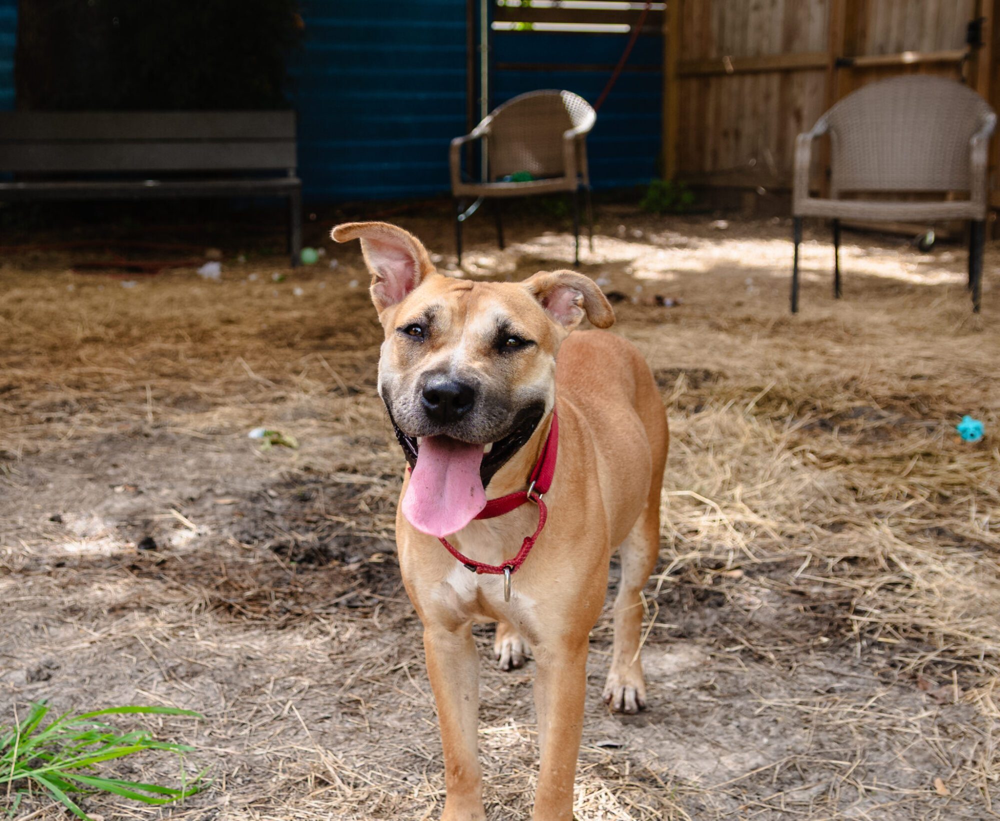 Nola - Friends For Life Animal Shelter