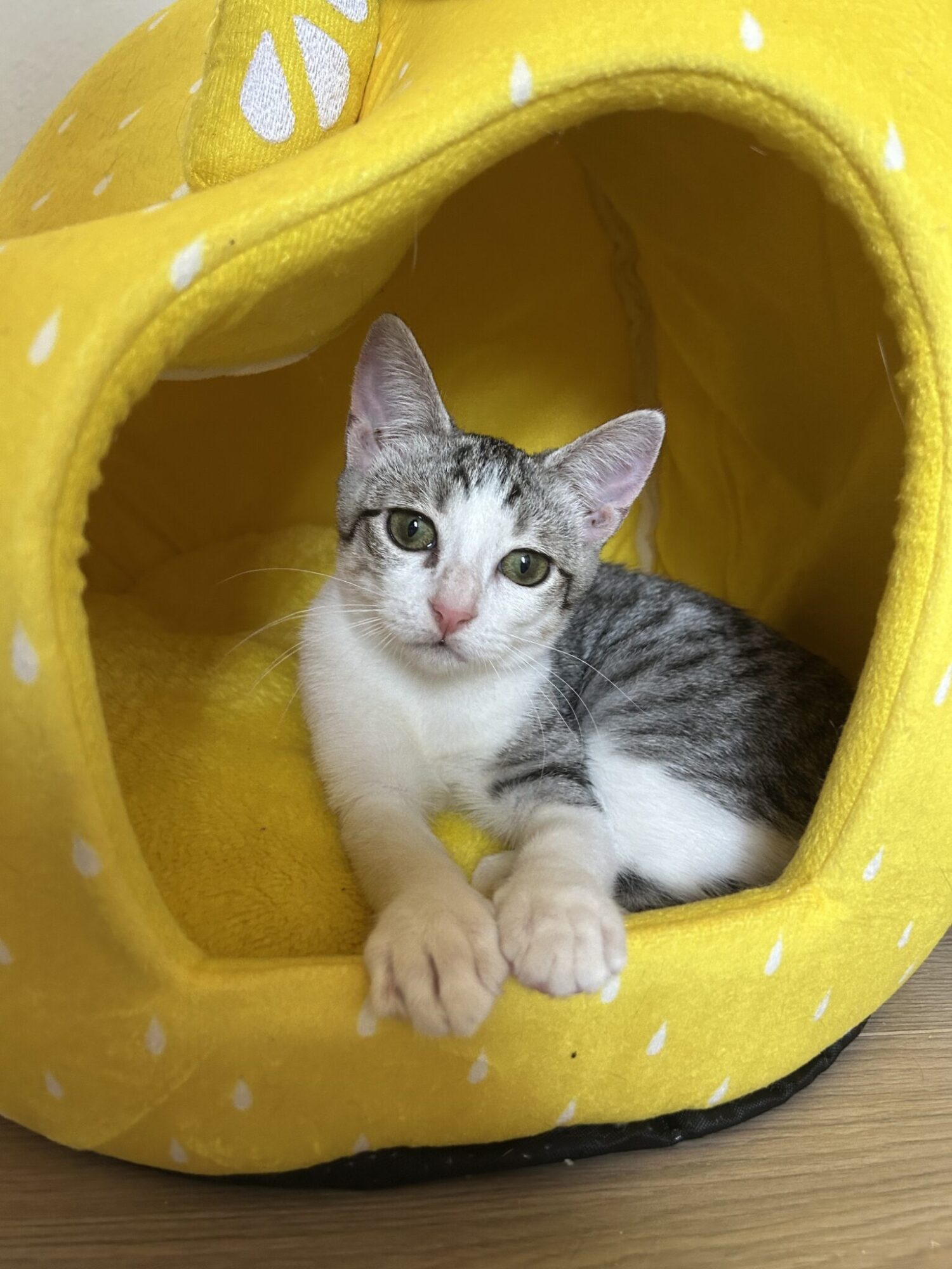 Mei Mei - Friends For Life Animal Shelter