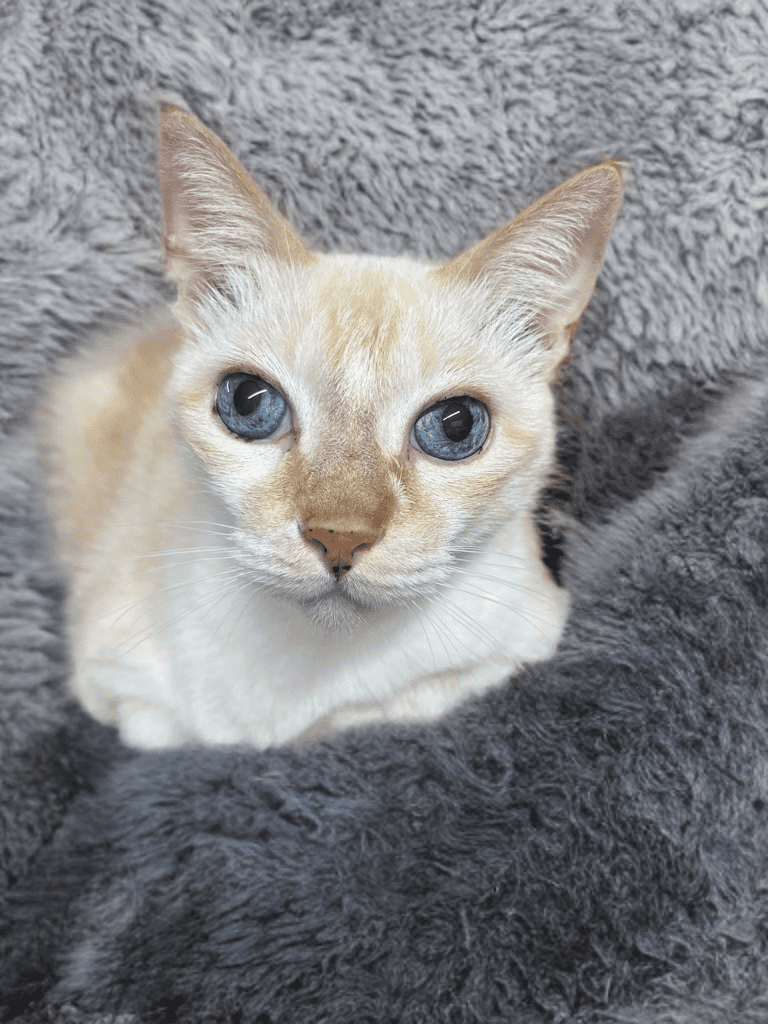Radar Love - Friends For Life Animal Shelter