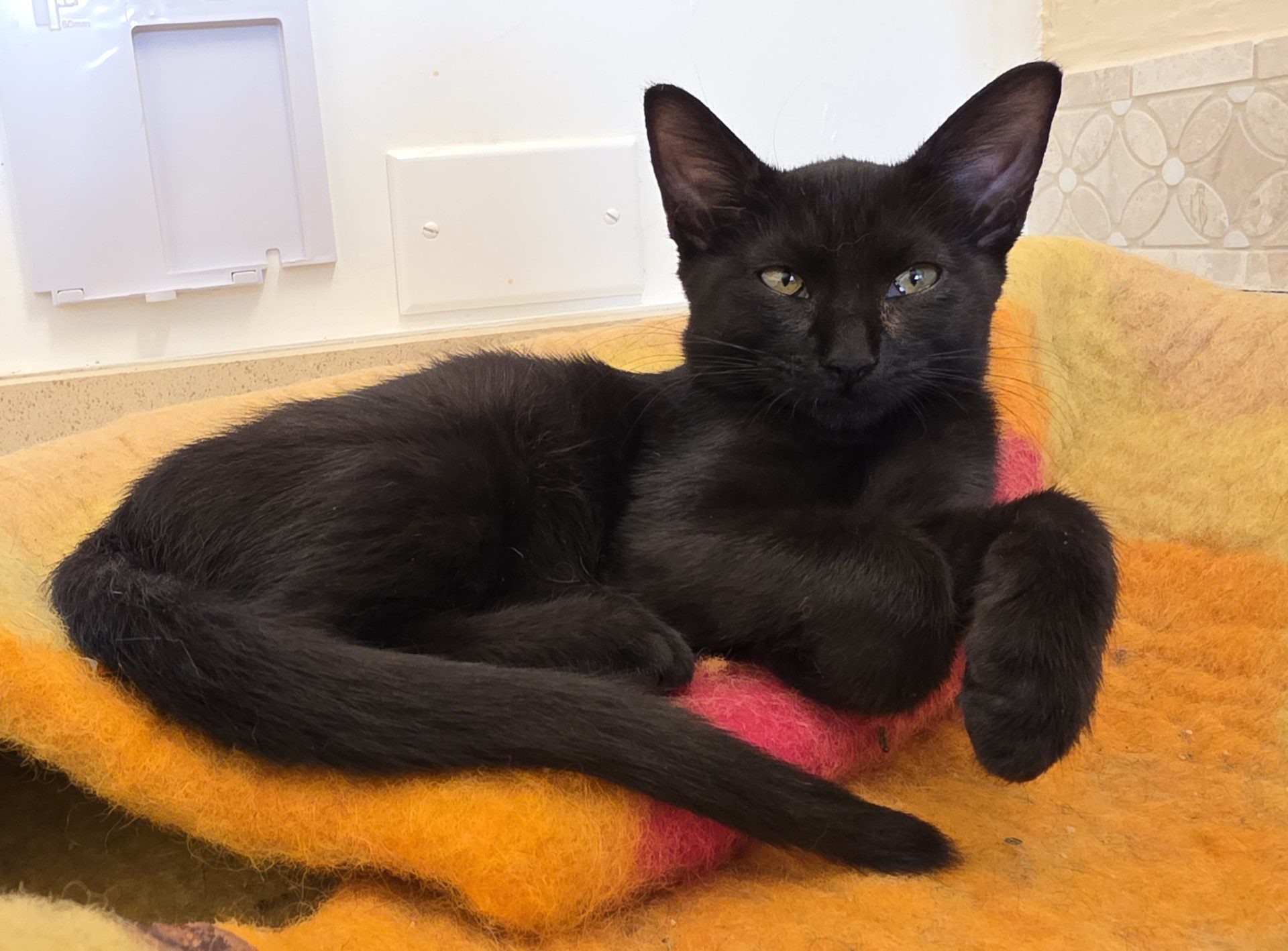 Ruth - Friends For Life Animal Shelter