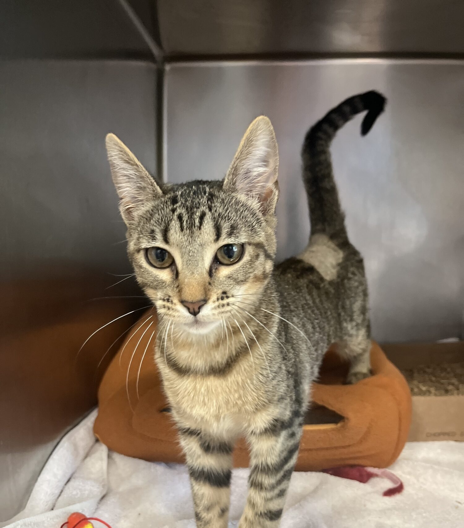 Silly Straw - Friends For Life Animal Shelter