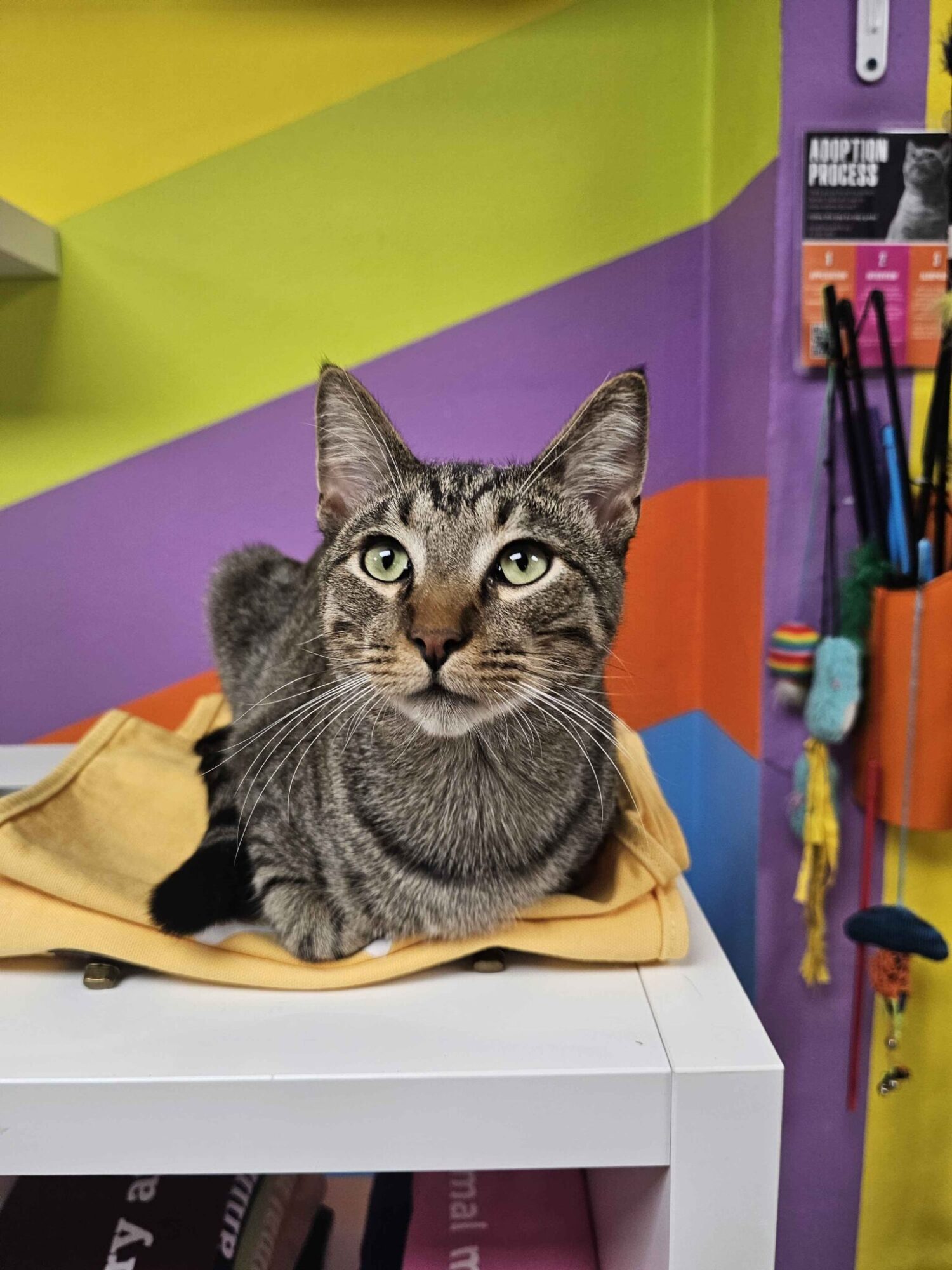 Jeremy - Friends For Life Animal Shelter