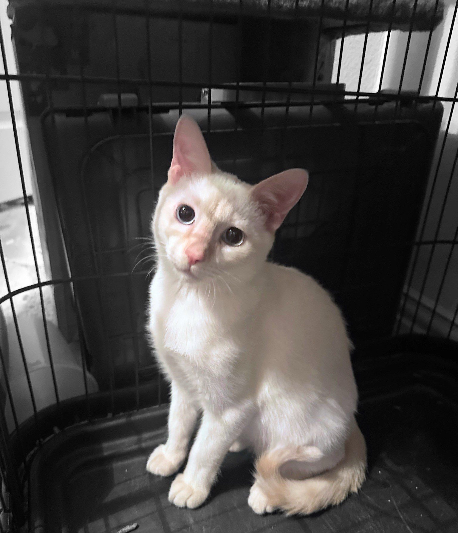Gunther - Friends For Life Animal Shelter