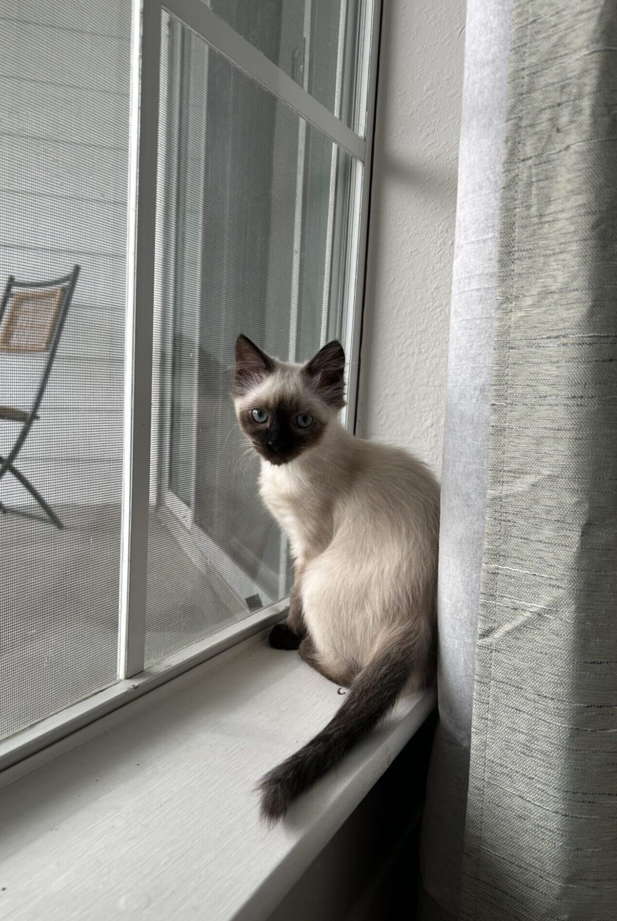 Naminé - Friends For Life Animal Shelter