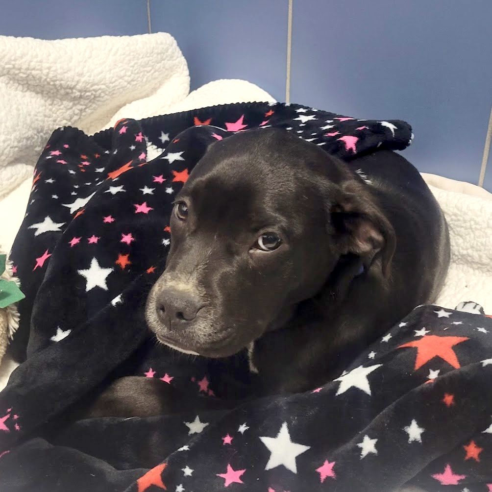 From Nightmare to Safety - Friends For Life Animal Shelter