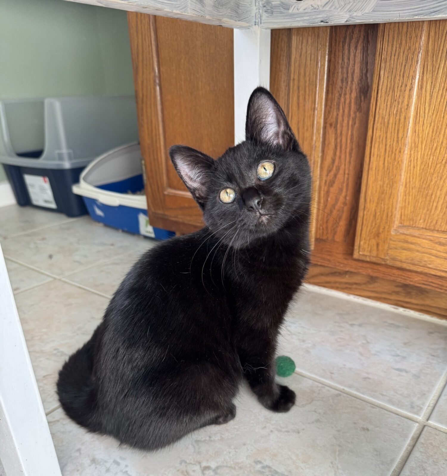 Bailey - Friends For Life Animal Shelter