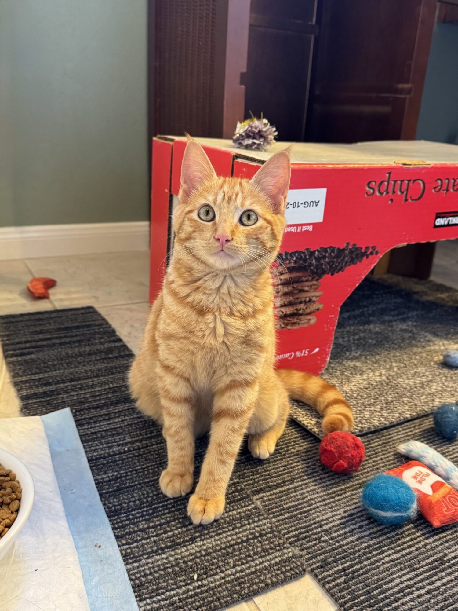 Henry - Friends For Life Animal Shelter
