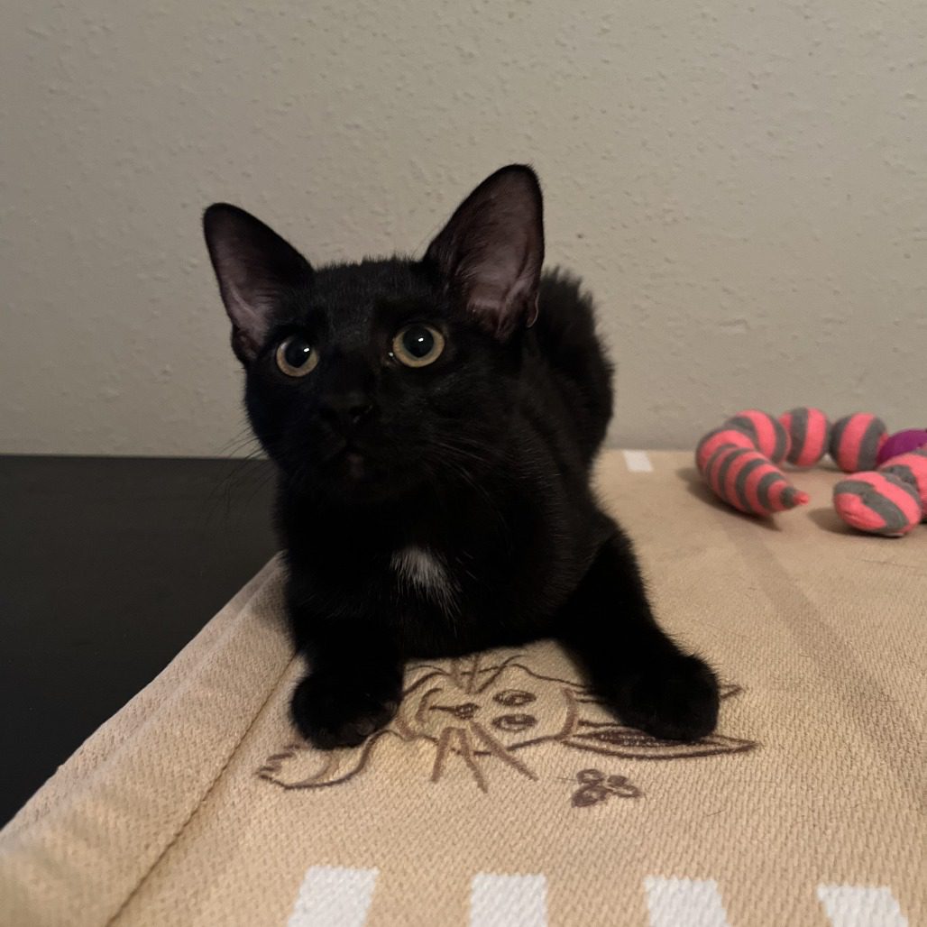 Vega - Friends For Life Animal Shelter